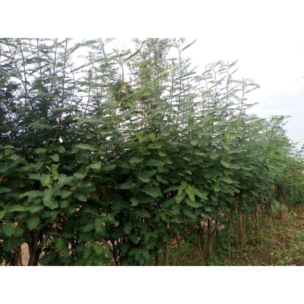 Sangali Shevari - SAIVIDISHA SEEDS