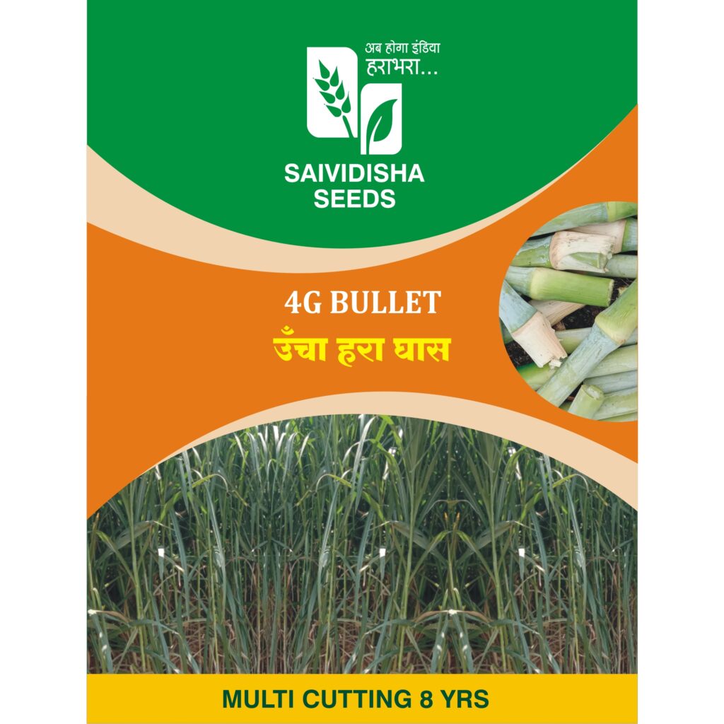 Green Fodder Seeds - SAIVIDISHA SEEDS