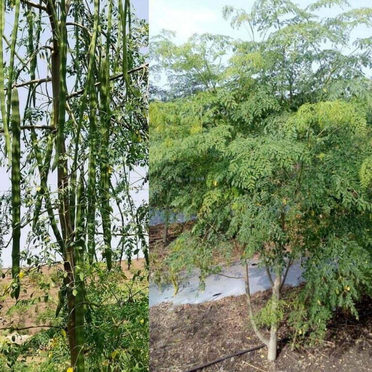 Drum Stick / Moringa / Shevaga / Sahajan (Medium Tree / 10-15 Year ...