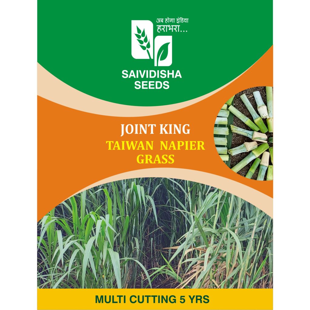 Green Fodder Seeds - SAIVIDISHA SEEDS