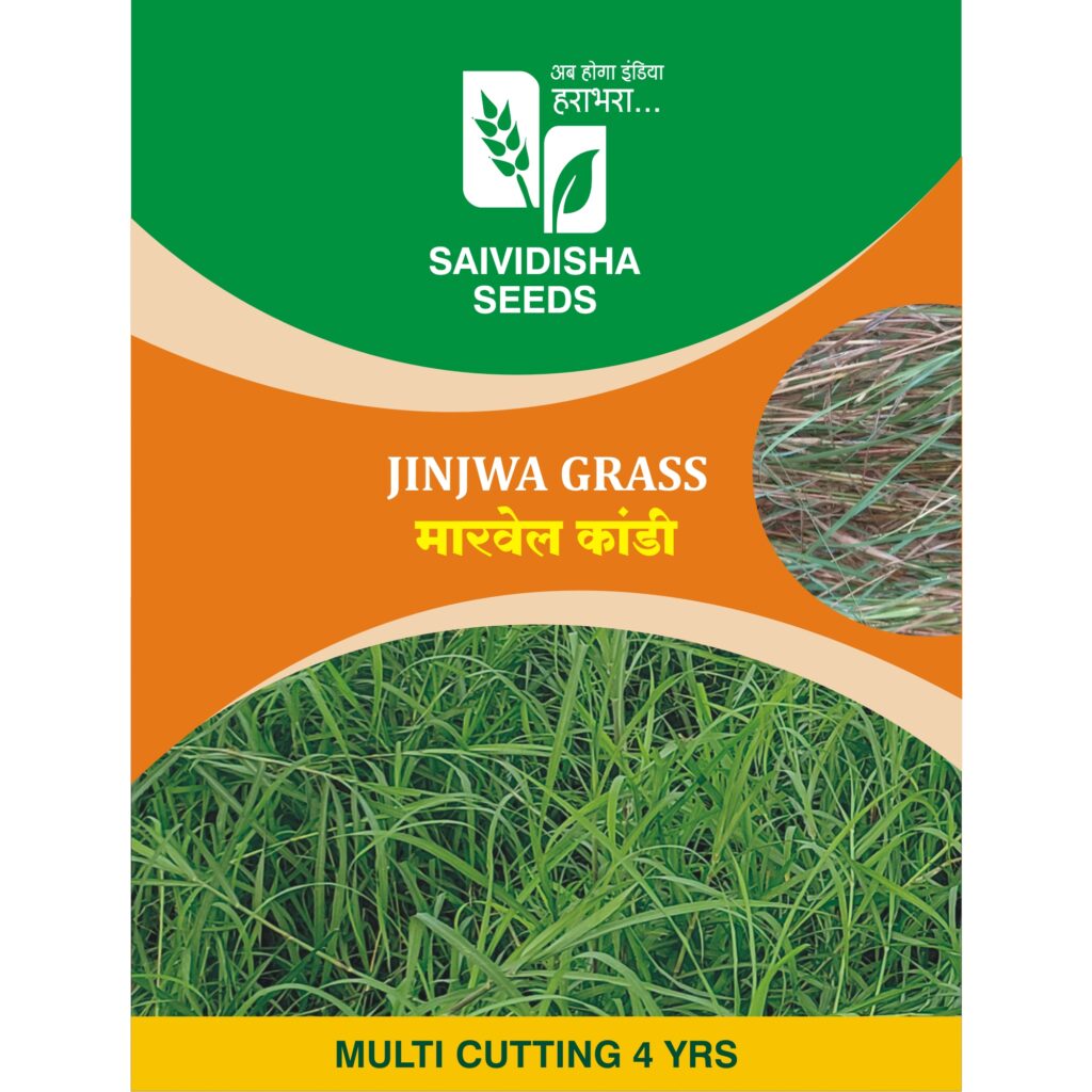 Green Fodder Seeds - SAIVIDISHA SEEDS