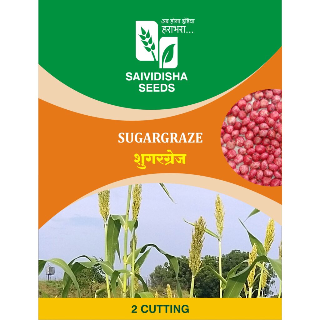 Green Fodder Seeds - SAIVIDISHA SEEDS