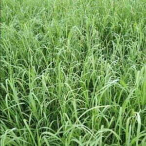 Jinjawa / Marvel Grass - SAIVIDISHA SEEDS