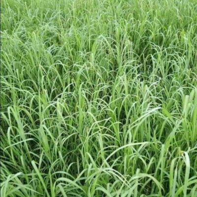 Jinjawa / Marvel Grass - SAIVIDISHA SEEDS