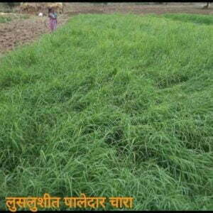 Jinjawa / Marvel Grass - SAIVIDISHA SEEDS