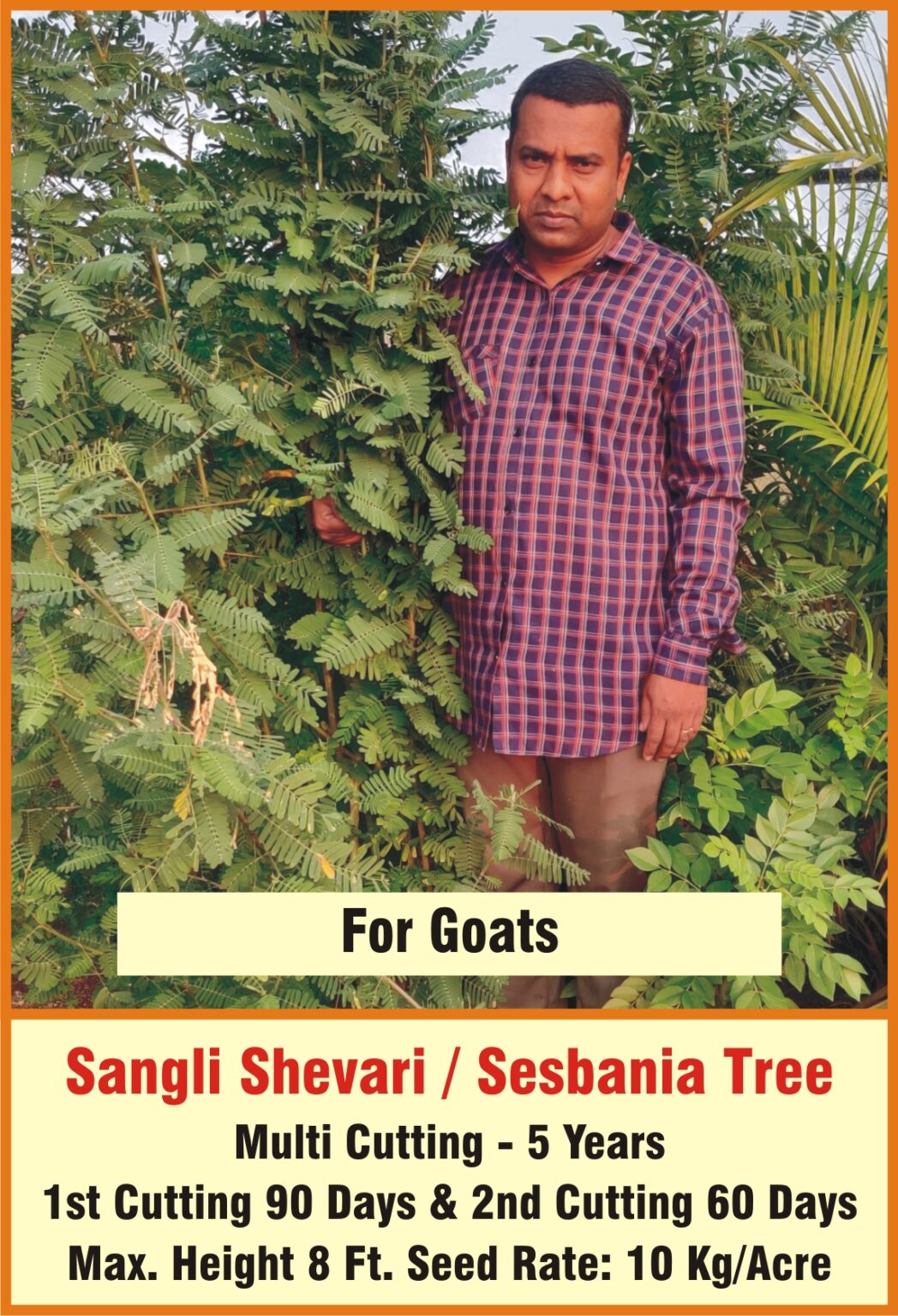 Sangli Shevari / Sisbenia Seben (Small Tree / 4-5 Years Multicutting ...