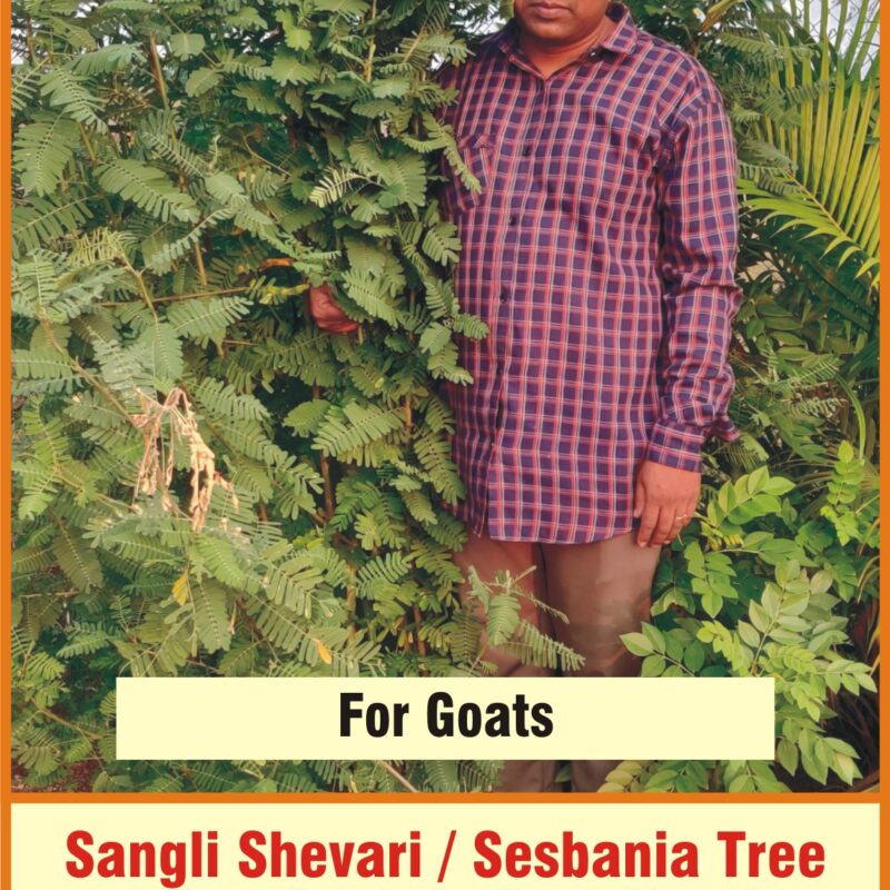 Sangli Shevari / Sisbenia Seben (Small Tree / 4-5 Years Multicutting ...