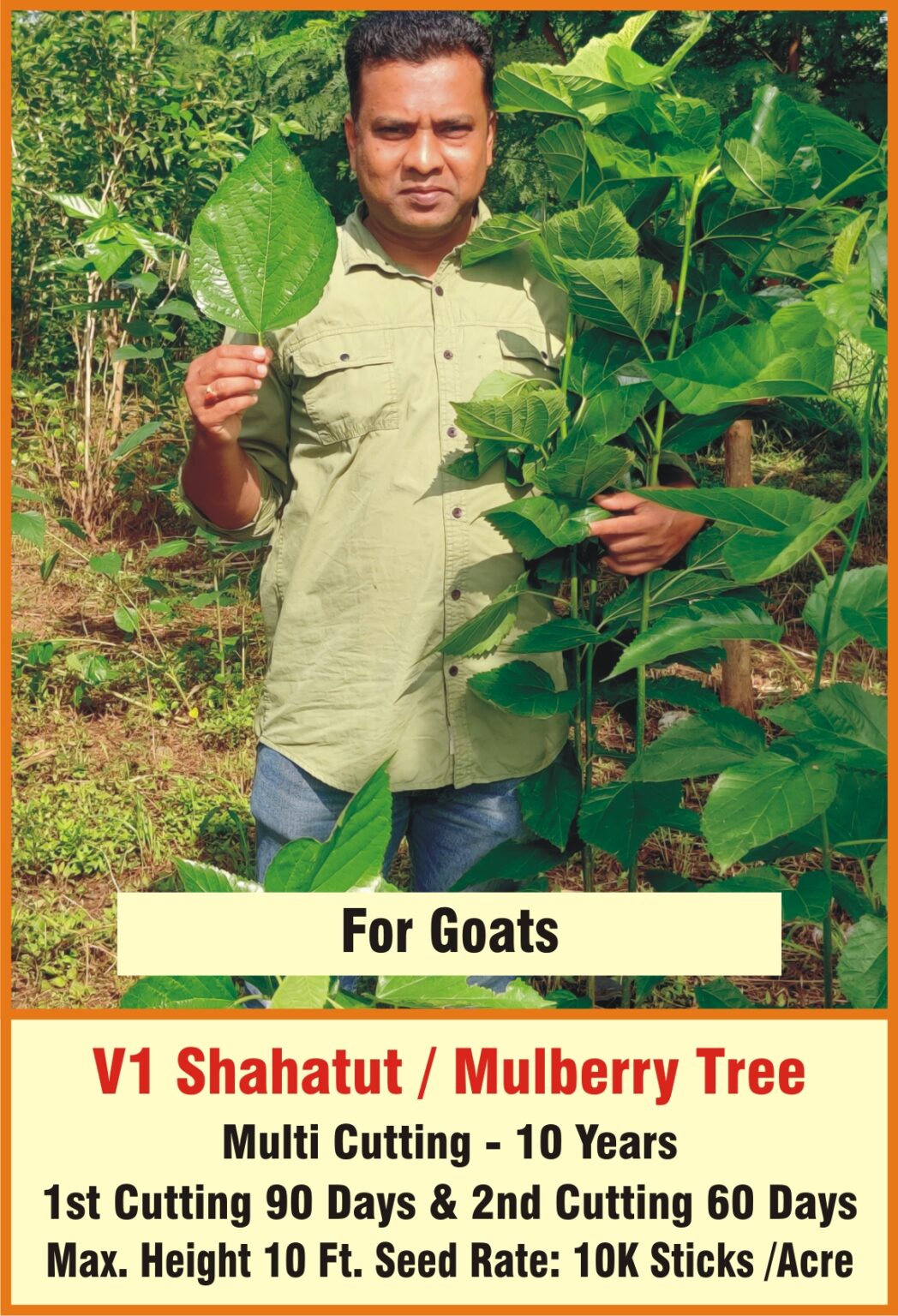 V1 Mulberry / Shahtut / Tuti (Small Tree / 10-15 Year Multicutting ...