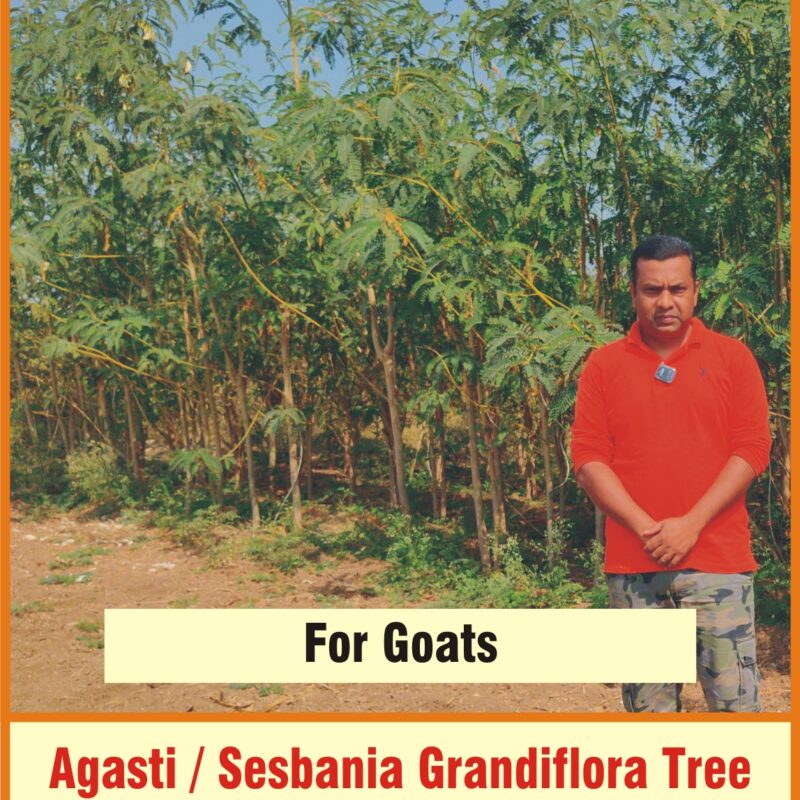 Agasti / Hadaga / Sisbenia Grandi Flowra (Medium Tree / 8 – 10 Year ...